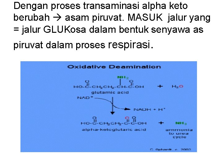 Metabolisme ASPEK BIOKIMIA Dr H M Toyo Burrahim