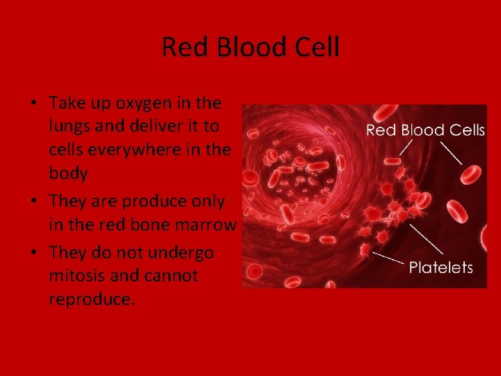 Chapter 16 Circulation Section 2 Blood and Lymph