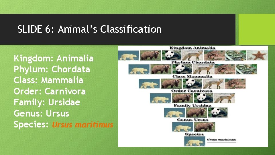 Slide 1 Animal Polar Bear By Your Name