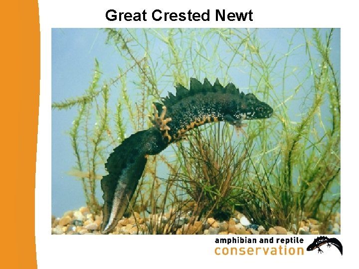 Identification of Newts Urodeles in the UK Three