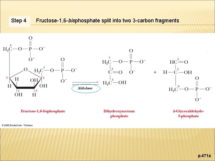 Chapter 3 CARBOHYDRATE METABOLISM BREAKDOWN OF GLUCOSE TO