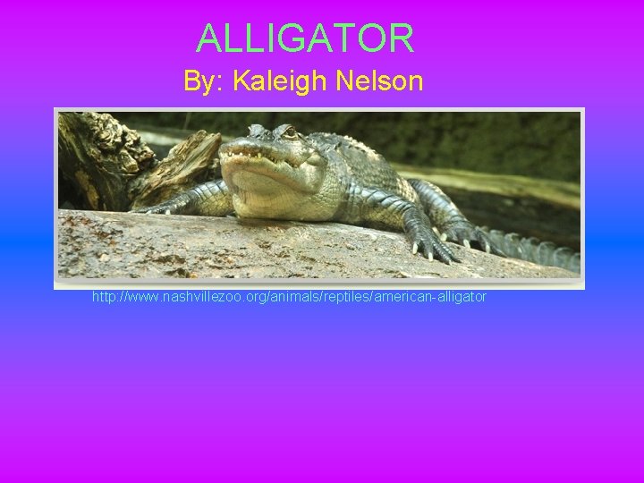 5 A Animal Adaptation Slide Show Mrs Barkers