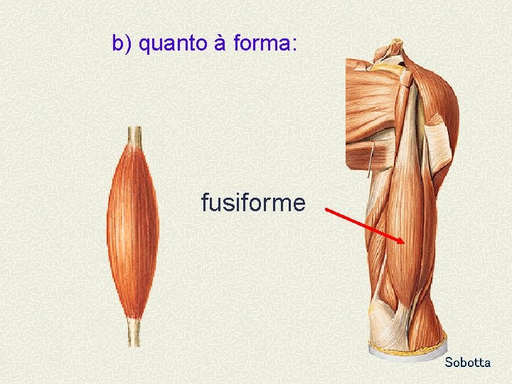 MIOLOGIA GERAL APARELHO LOCOMOTOR Ossos Articulaes Msculos movimento