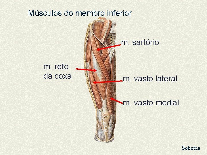 MIOLOGIA GERAL APARELHO LOCOMOTOR Ossos Articulaes Msculos movimento