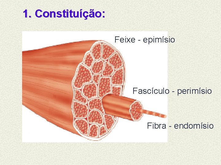 MIOLOGIA GERAL APARELHO LOCOMOTOR Ossos Articulaes Msculos movimento