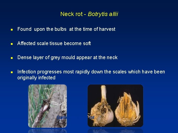 Post harvest diseases of garlic n n n