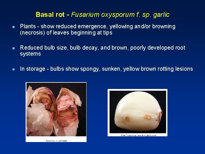 Post harvest diseases of garlic n n n