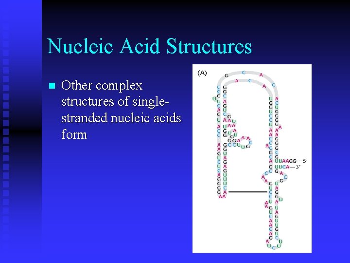 DNA RNA and the Flow of Genetic Information