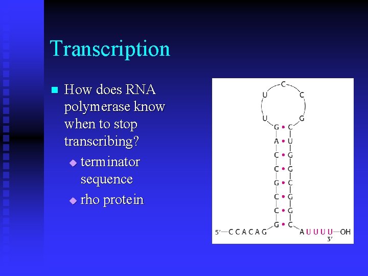 DNA RNA and the Flow of Genetic Information