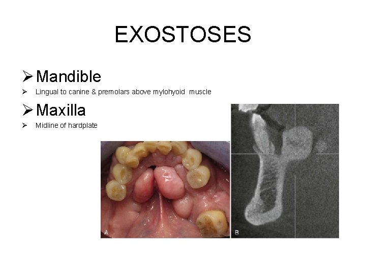 Periodontal Periimplant Surgical Anatomy INTRODUCTION Anatomy of the