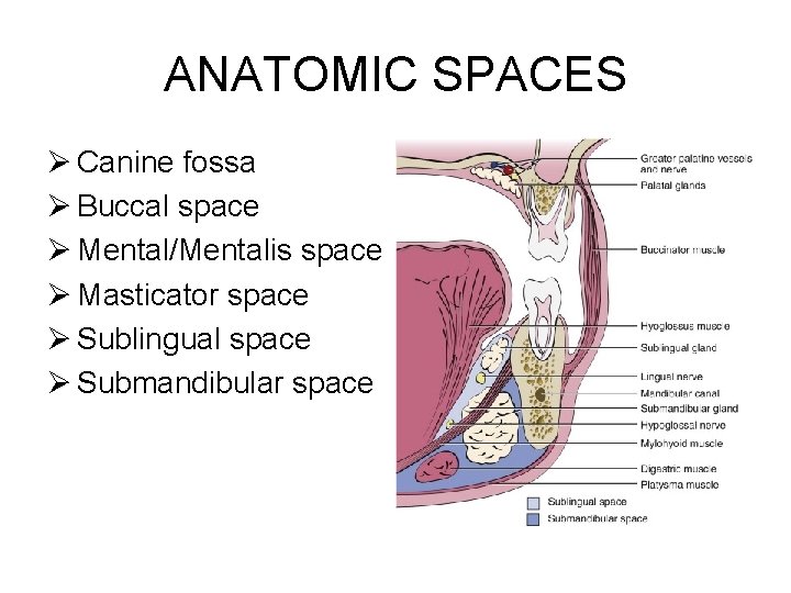 Periodontal Periimplant Surgical Anatomy INTRODUCTION Anatomy of the