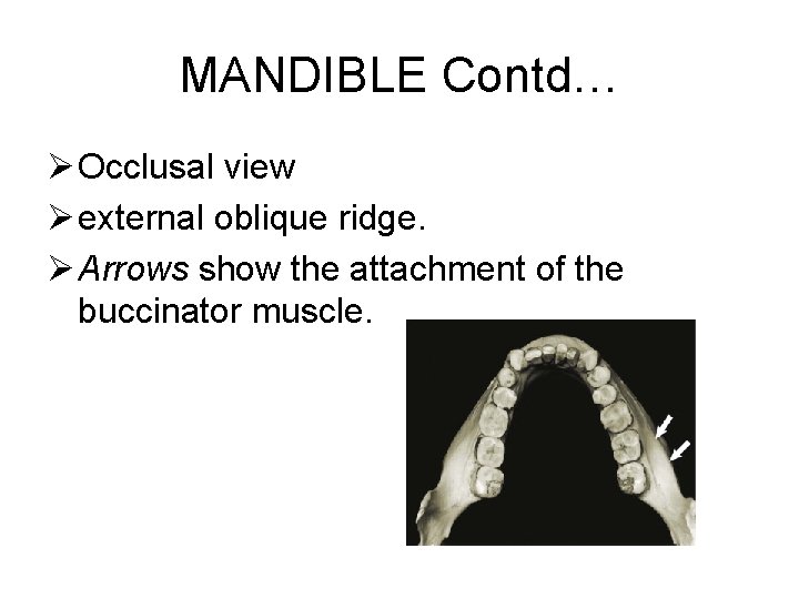Periodontal Periimplant Surgical Anatomy INTRODUCTION Anatomy of the
