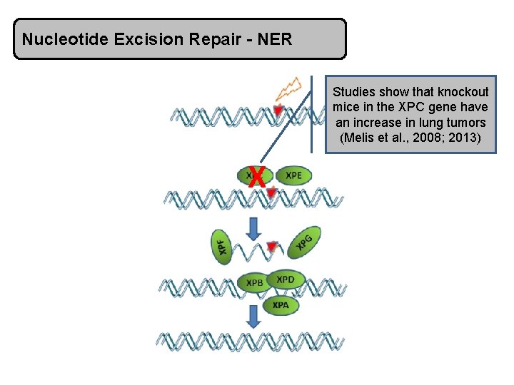 In vivo imaging of ICAM1 targeted nanoparticles in