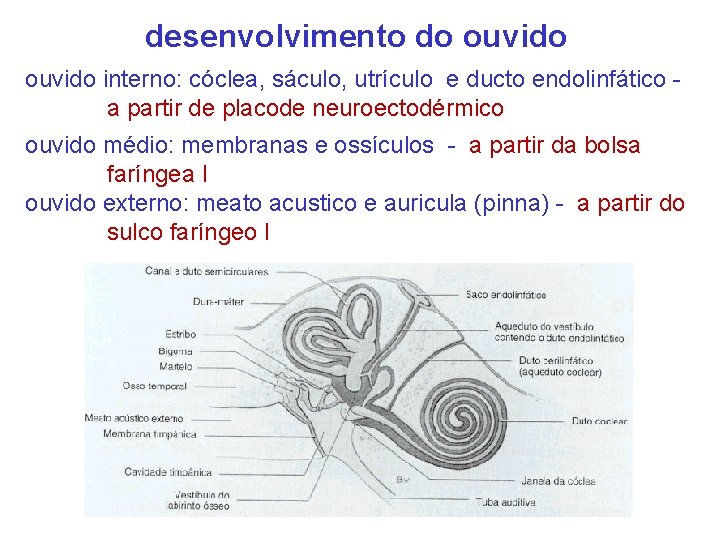 Embriologia Humana Tpico 6 desenvolvimento da face do