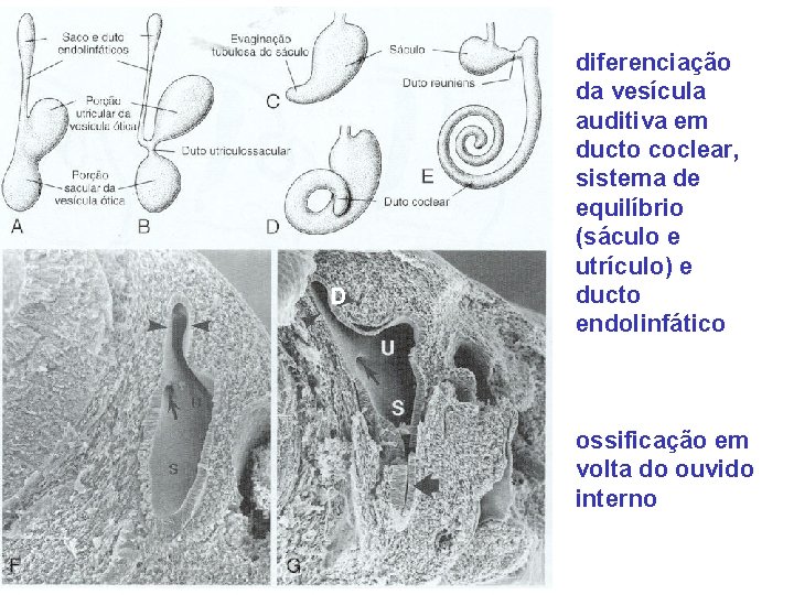 Embriologia Humana Tpico 6 desenvolvimento da face do
