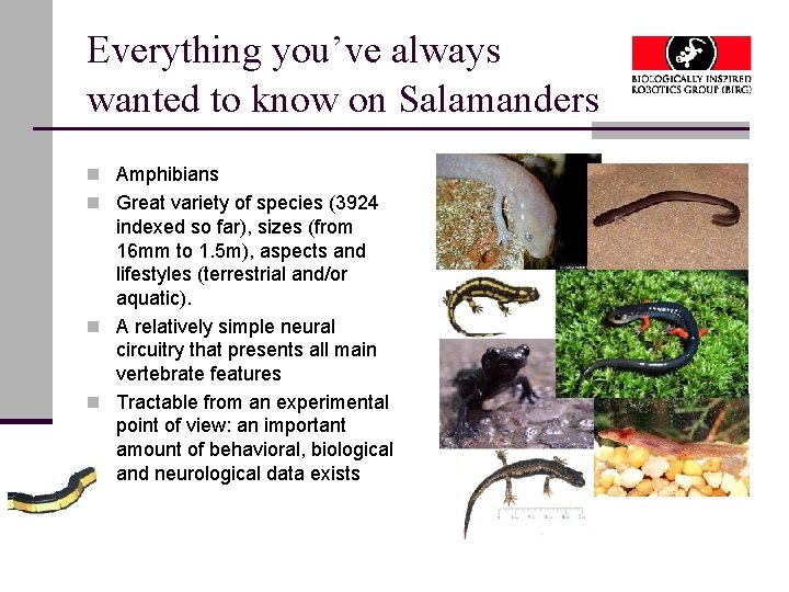 Neural Visuomotor Controller for a Simulated Salamander Robot
