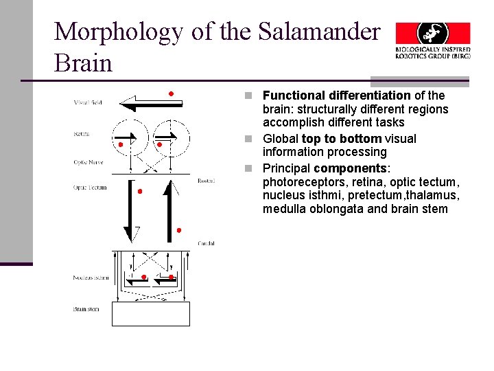 Neural Visuomotor Controller for a Simulated Salamander Robot