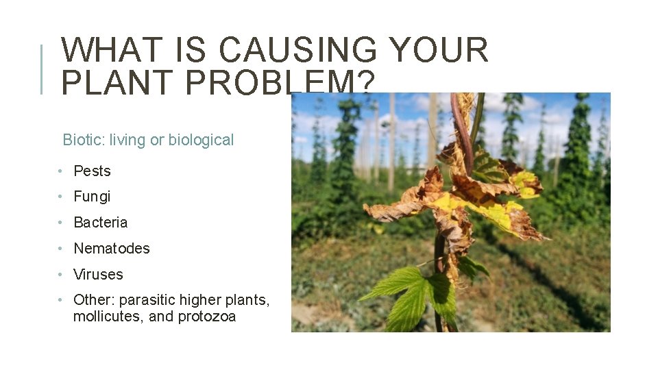 PLANT DISEASE 101 Shannon Carmody WHAT IS CAUSING