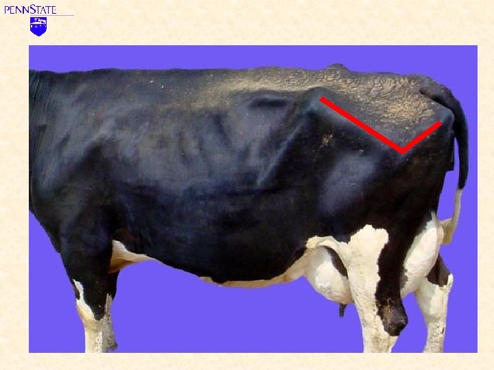 Learn to Score Body Condition Step by Step