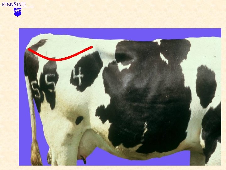 Learn to Score Body Condition Step by Step