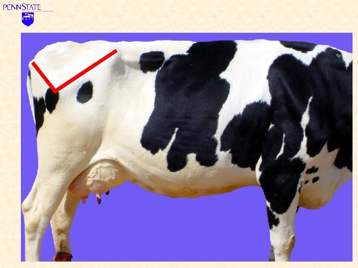 Learn to Score Body Condition Step by Step