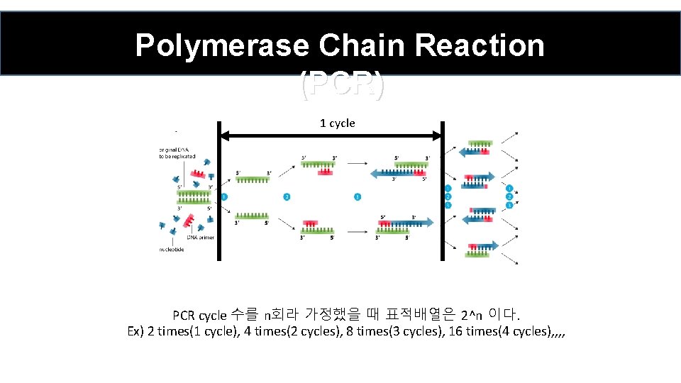 Polymerase Chain Reaction PCR 1 cycle PCR cycle