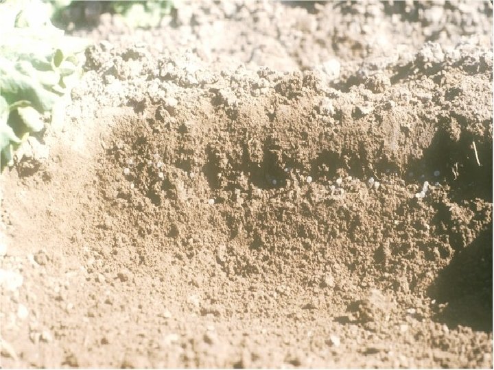 Nutrient Management Strategies for Vegetable Production in Desert