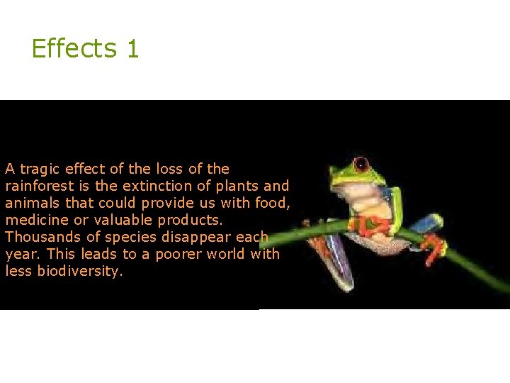 Rainforest Destruction Causes and Effects Enda Tuomey Introduction
