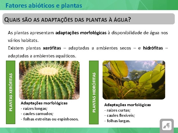 Fatores abiticos e plantas Fatores abiticos e plantas