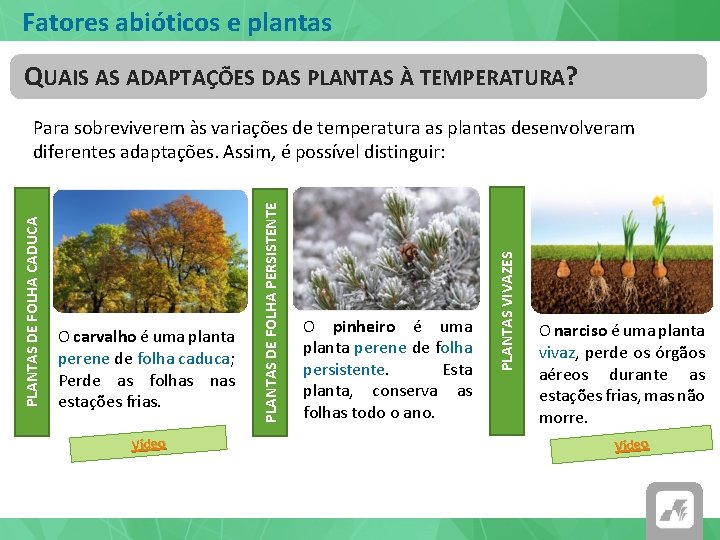 Fatores abiticos e plantas Fatores abiticos e plantas