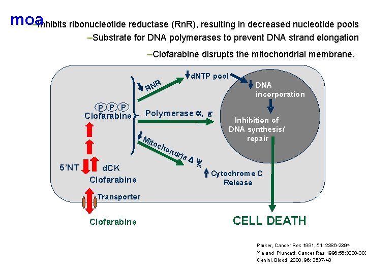 Clofarabine for Tcell Lymphomas Not as yet preliminary