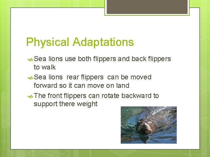 Sea lions Water Lions Power Point by Gabby