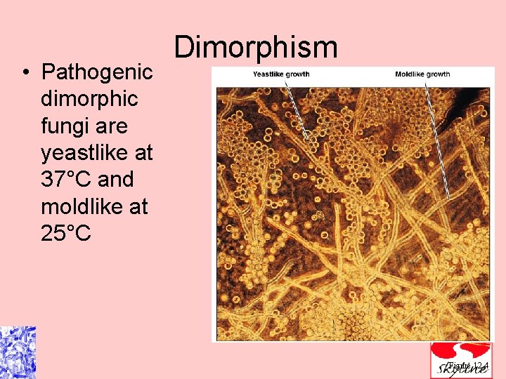 The Eukaryotes What makes a eukaryote Why are