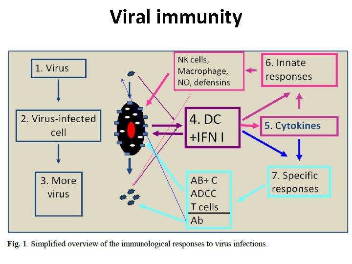 Poultry Immune system kekebalan tubuh unggas drh Bambang