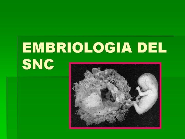 EMBRIOLOGIA DEL SNC Filogenia Determinacin de la historia
