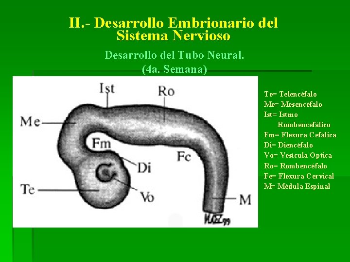 EMBRIOLOGIA DEL SNC Filogenia Determinacin de la historia