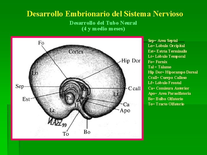 EMBRIOLOGIA DEL SNC Filogenia Determinacin de la historia