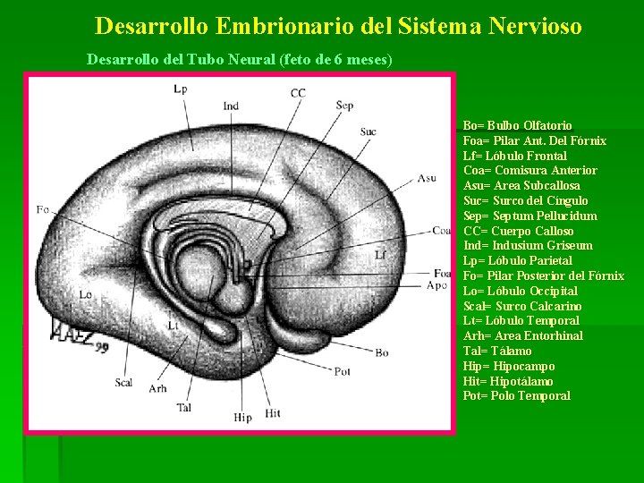 EMBRIOLOGIA DEL SNC Filogenia Determinacin de la historia