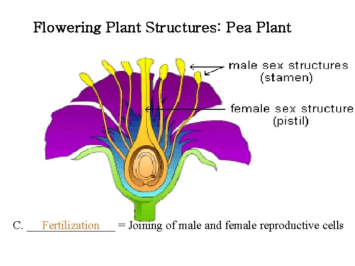 Biology Chapter 11 Introduction to Genetics Mendel and