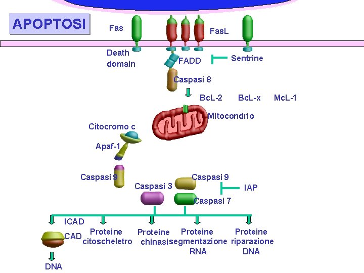 FISIOLOGIA EPATICA Annarosa Floreani Professore Associato Universit di