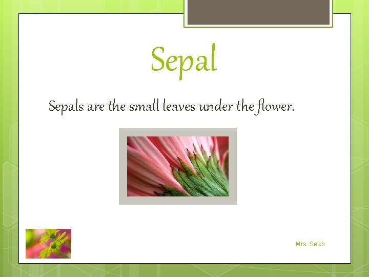 Parts of a Plant Flower Grade 3 Science