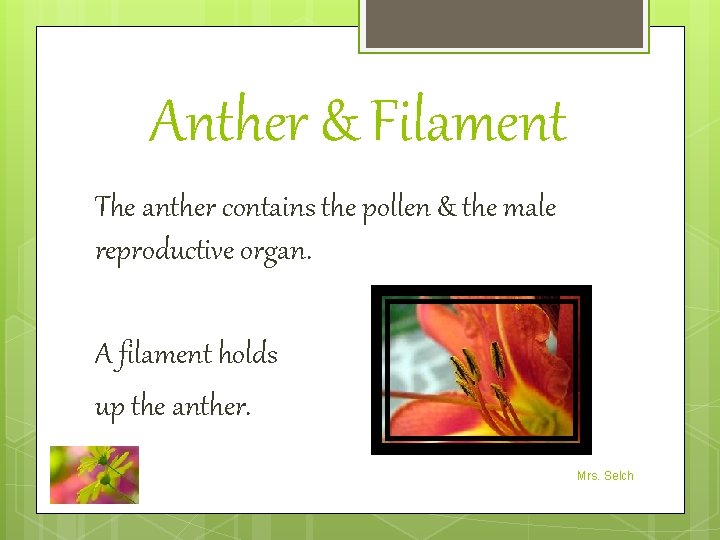 Parts of a Plant Flower Grade 3 Science