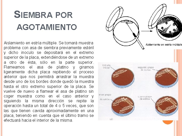 MEDIOS DE CULTIVO Y TCNICAS DE AISLAMIENTO Microbiologa