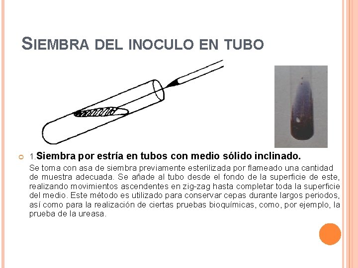 MEDIOS DE CULTIVO Y TCNICAS DE AISLAMIENTO Microbiologa