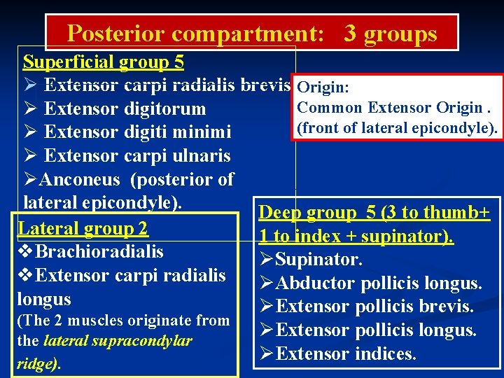 FOREARM By Prof Saeed Abuel Makarem Dr Sanaa