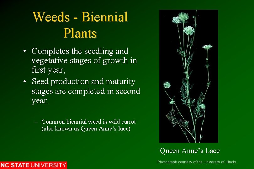 Herbicides Photograph from University of Ill Stephen J