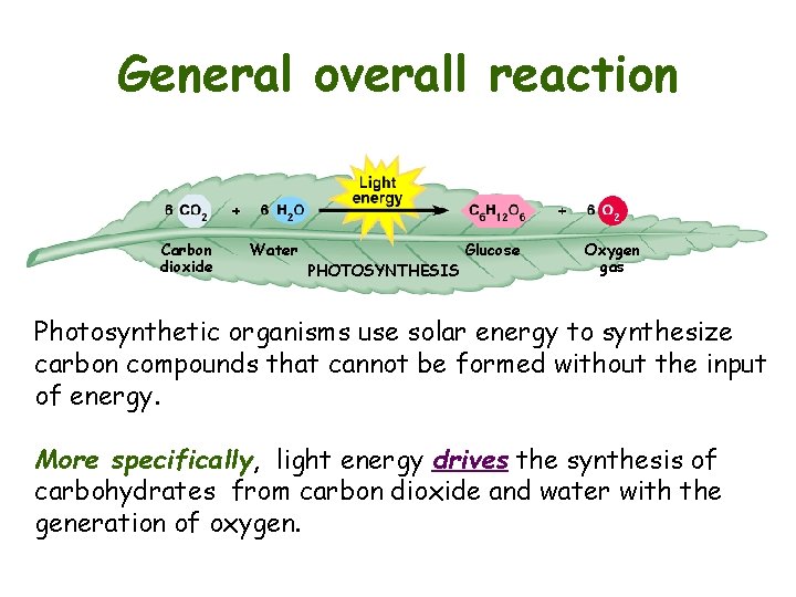 Plant Physiology talk Seven Photosynthesis Photosynthesis One of