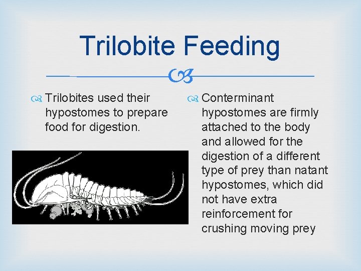 An Introduction to Trilobites Ecospace Coding M Cunniffe