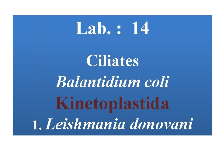 Protozoa Lab 14 Ciliates Balantidium coli Kinetoplastida 1