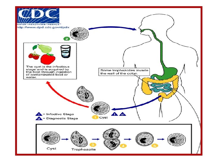 Protozoa Lab 14 Ciliates Balantidium coli Kinetoplastida 1